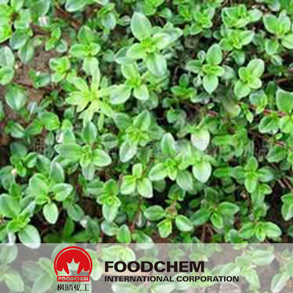 Thyme Extract Powder, CAS#: 84929-51-1 , Thyme Extract Supplier-Foodchem